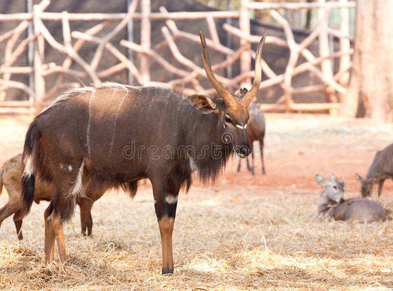 Nyala in the zoo stock image. Image of bull, fauna, nature - 29057835