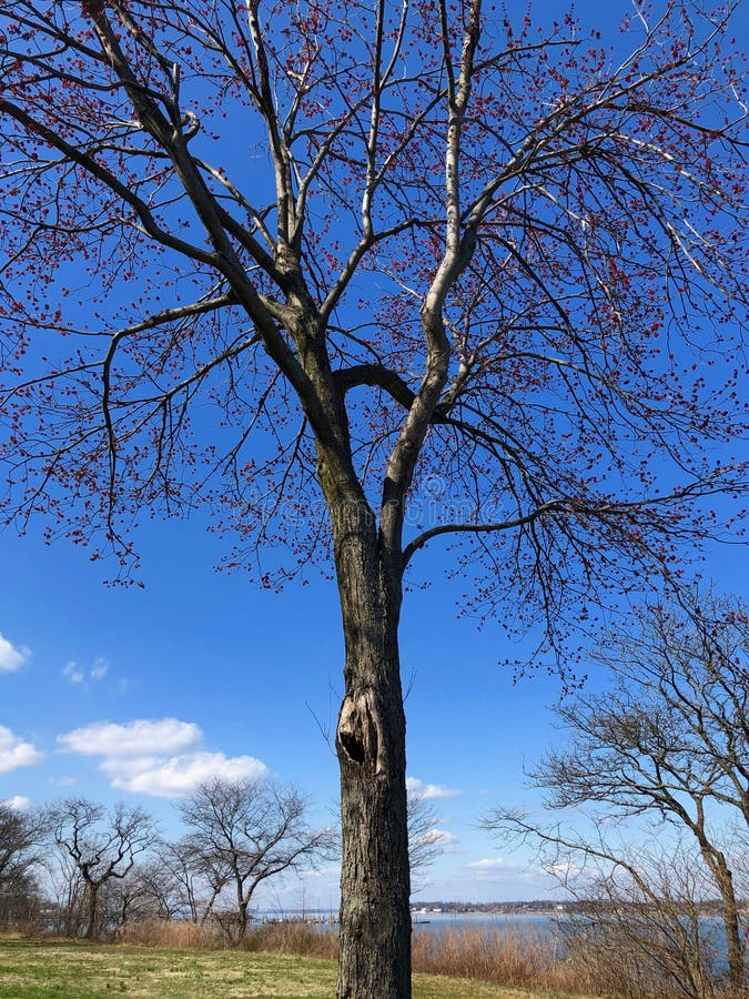 Spring Day at Little Neck Bay in NYC Stock Image - Image of branch ...