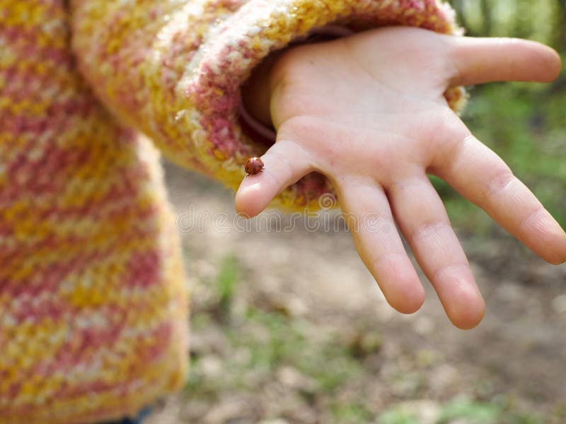 Nyckelpiga på handen fotografering för bildbyråer. Bild av lampa - 55466295