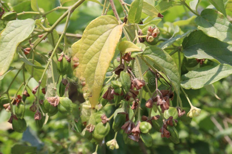 Nyctanthes Arbor Tree Plant on Nursery Stock Photo - Image of tropical ...