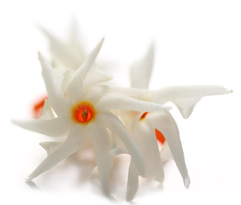 214 Shiuli Flower Stock Photos - Free & Royalty-Free Stock Photos from ...