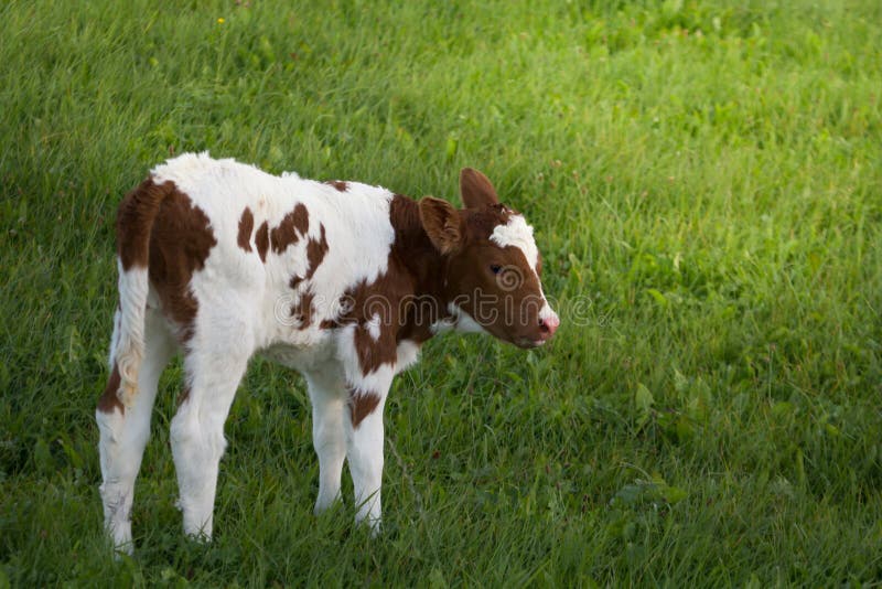 Kalv arkivfoto. Bild av organiskt, anhydrous, jordbruksmark - 77680006