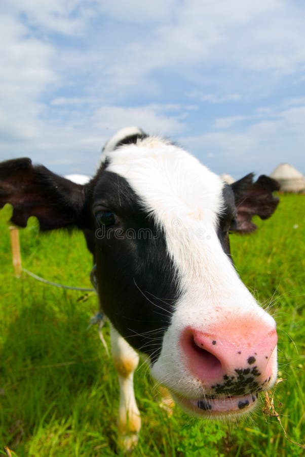 Nyfiken Ko Bild. Bild: 5904975