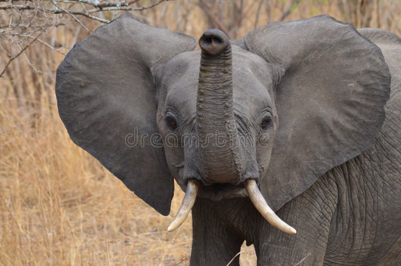 En Elefantfamilj Med Den Unga Fotografering för Bildbyråer - Bild av ...