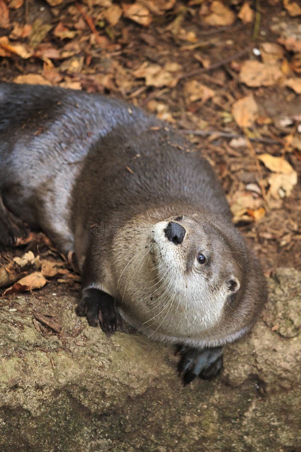 4,892 Gullig Utter Foton - Gratis och royaltyfria stockfoton från ...