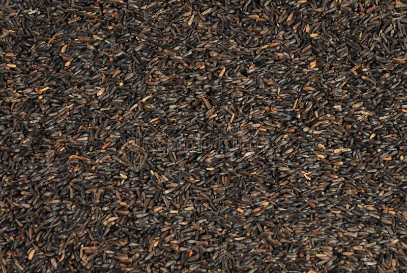 Nyjer seed stock image. Image of organic, pile, fodder - 15660127