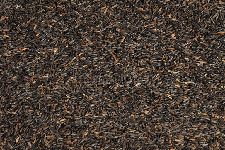 Nyjer seed stock image. Image of organic, pile, fodder - 15660127