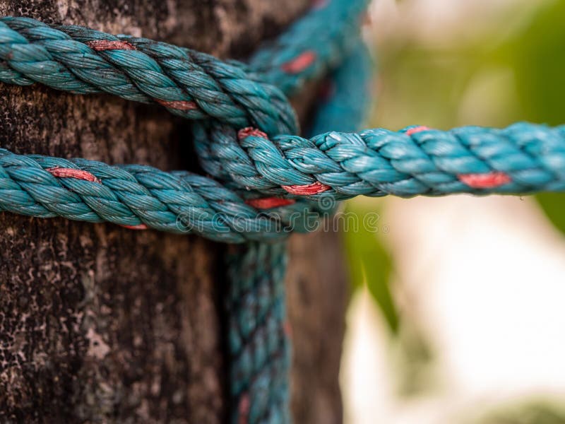 Nylon Rope Was Tightly Tied To the Big Tree Stock Image - Image of wood ...