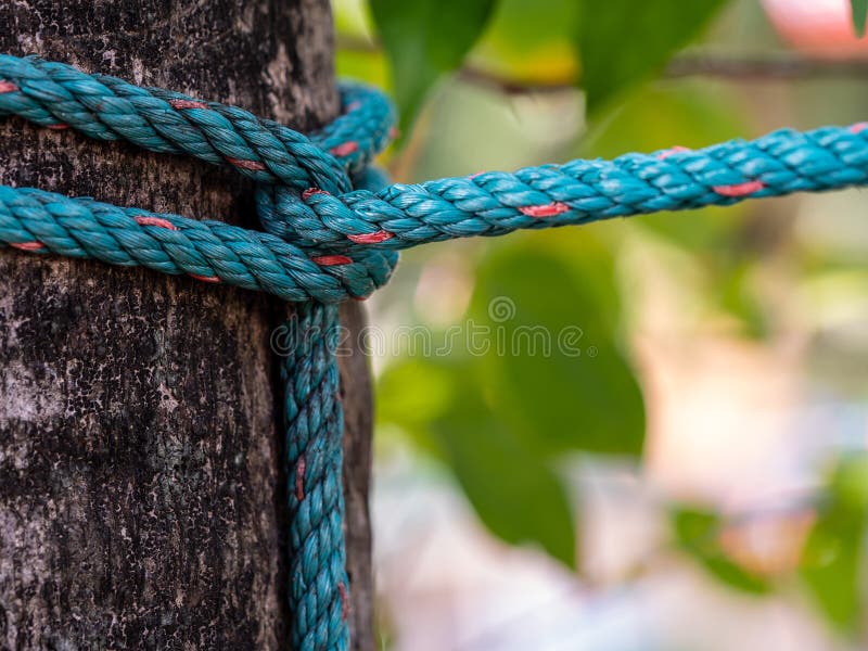 The Nylon Rope Was Tightly Tied on the Big Tree Stock Image - Image of ...