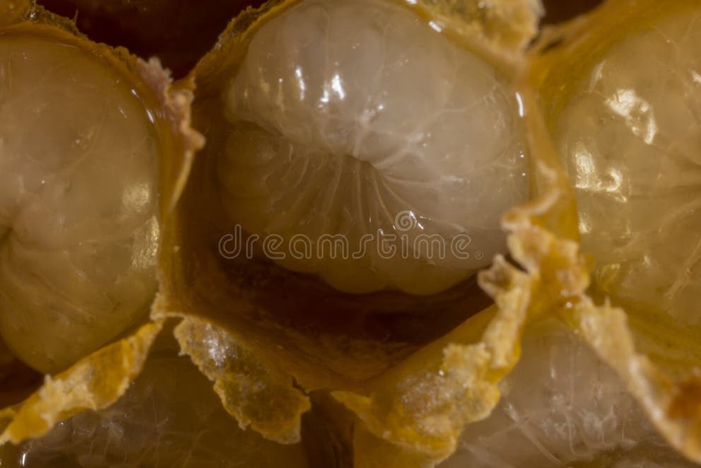 Nymph of bee stock photo. Image of colony, beekeeper - 91991936