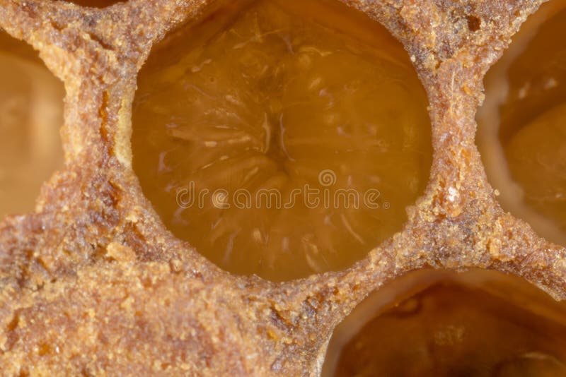 178 Honeycomb Microscope Stock Photos - Free & Royalty-Free Stock ...