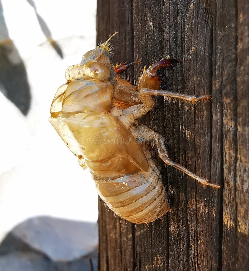 Nymph Cicada Ekoskeleton stock image. Image of wildlife - 226314877