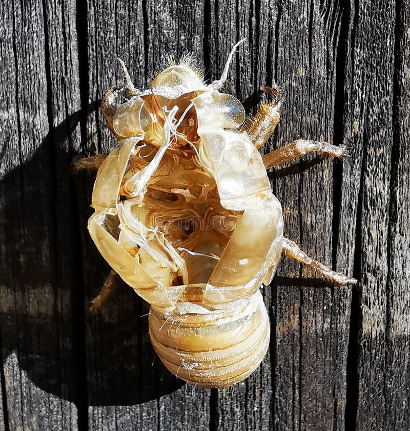 Nymph Cicada Ekoskeleton stock photo. Image of tree - 226314884