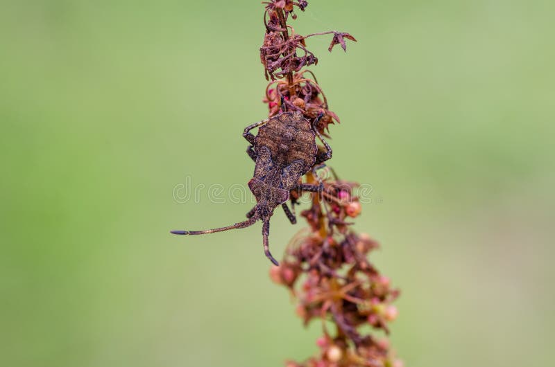 Nymph of Dock Bug on grass stock image. Image of insect - 137612557