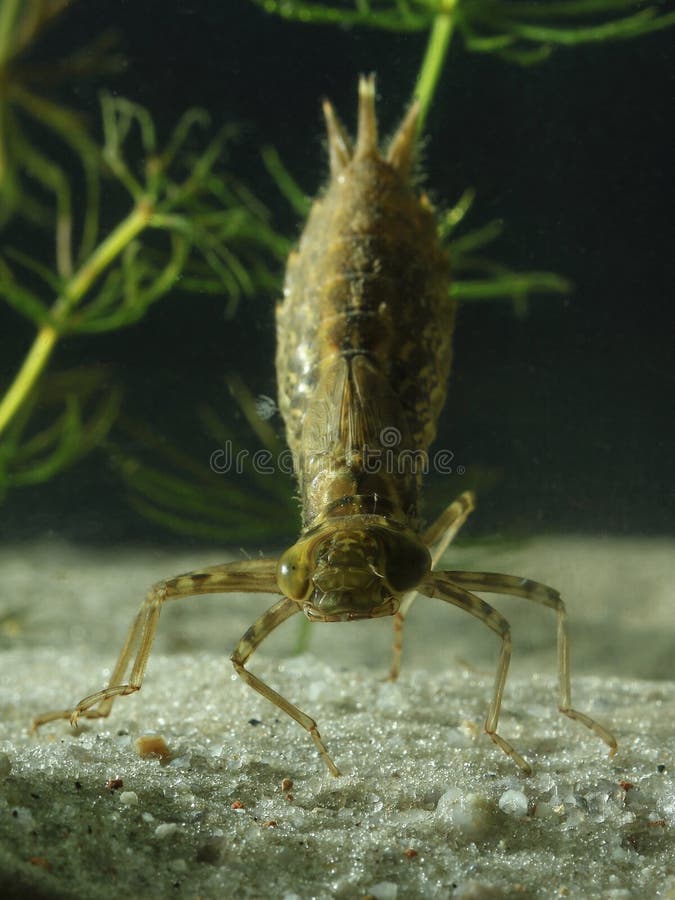 Nymph of dragonfly stock photo. Image of predator, green - 27224264