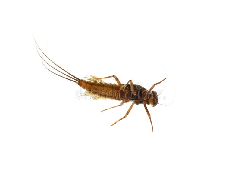 Mayfly or Ephemeroptera stock photo. Image of shortlived - 28598036