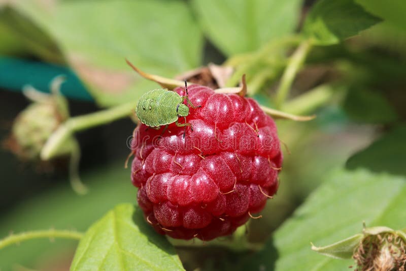 The Nymph of the Green Shield Bug Sits on a Raspberry Berry and Drinks ...