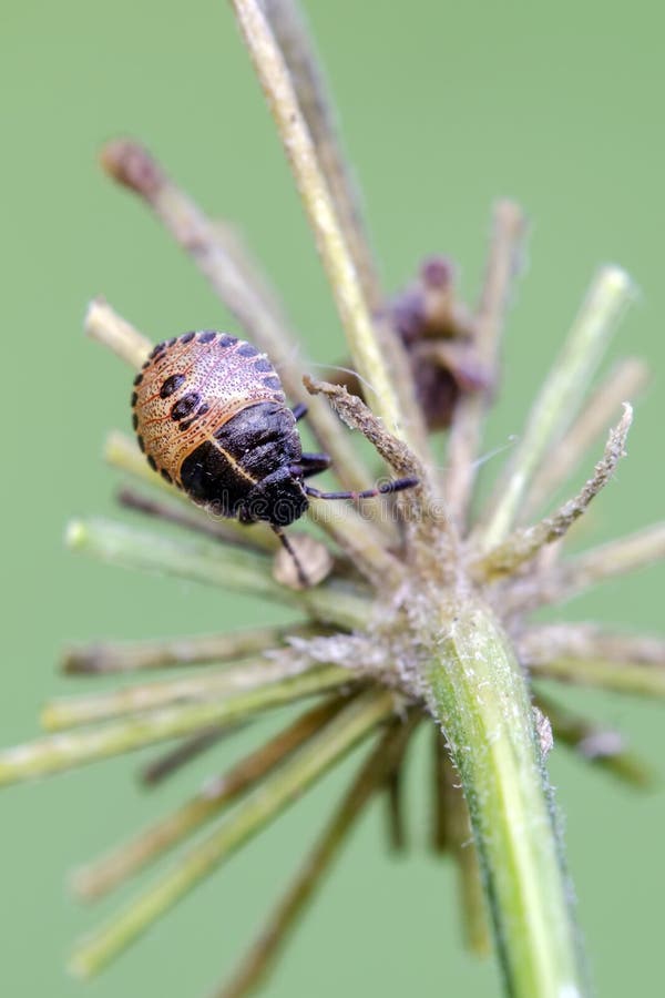 Nymph stock photo. Image of lineatum, green, insect, nymph - 89246256
