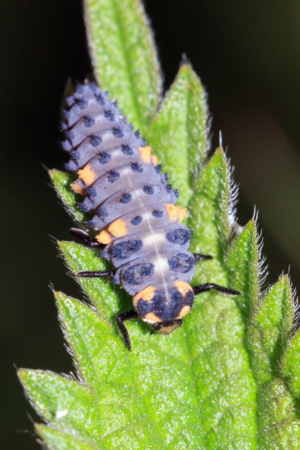 Nymph ladybird stock photo. Image of environment, larvae - 83738362