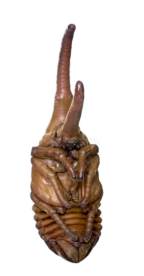 Larva of a Hercules Beetle, Dynastes Hercules Stock Image - Image of ...