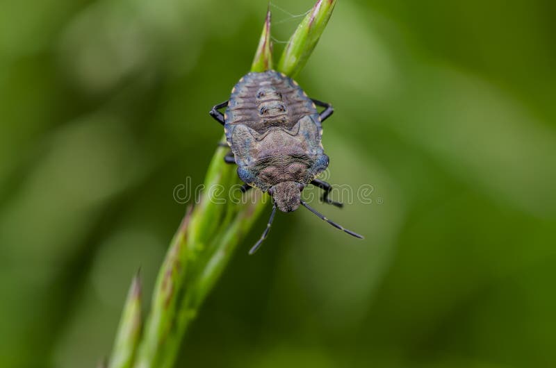 Nymph of the Red-legged Shieldbug Stock Image - Image of rufipes, macro ...