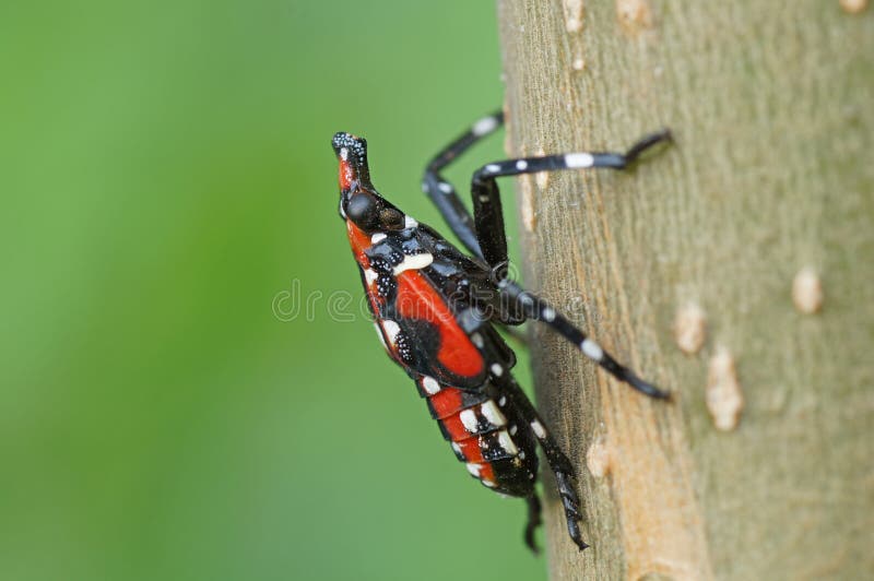 Nymphae of Lycorma Delicatula Stock Photo - Image of climbing, insect ...