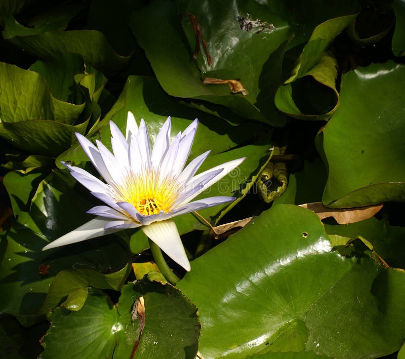 Nymphaea stock photo. Image of lakes, clean, ponds, leaves - 11364412
