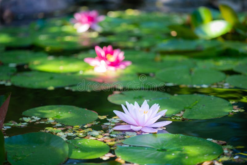 Nymphaea alba - flower stock image. Image of botany - 124616923