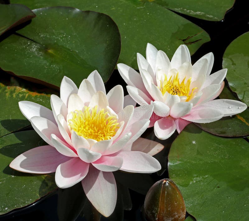 Nymphaea alba - Waterlily stock image. Image of botany - 60233217