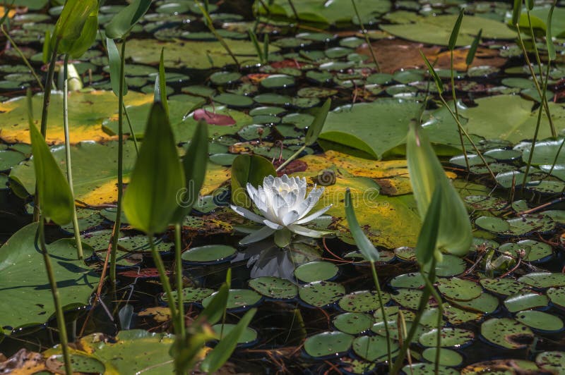 Nymphaea alba stock image. Image of blooming, herb, beauty - 242708435