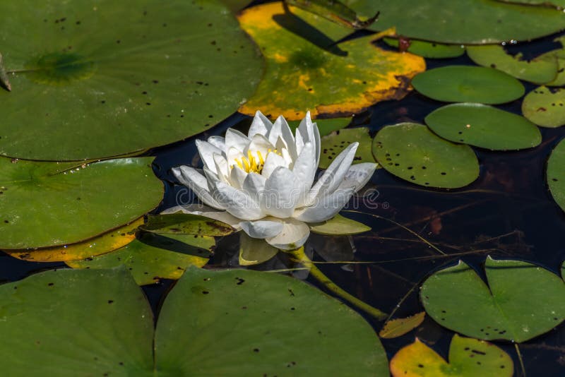 Nymphaea alba stock image. Image of floral, bloom, wildflower - 85217953