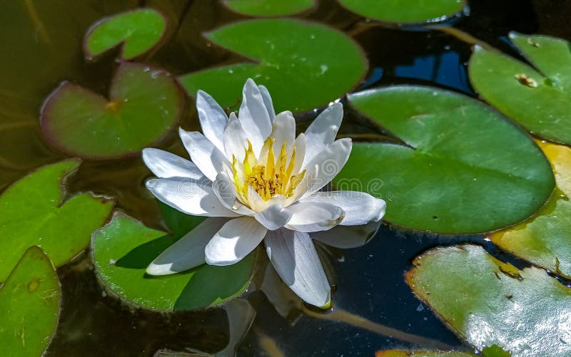 Nymphaea Blooming with White Flowers in an Artificial Pond Stock Image ...