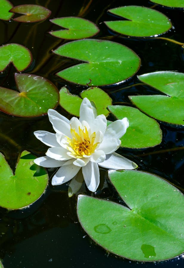 Nymphaea Blooming with White Flowers in an Artificial Pond Stock Image ...