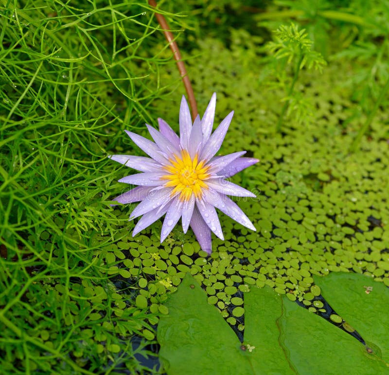 Nymphaea caerulea stockbild. Bild von blätter, botanisch - 88326559