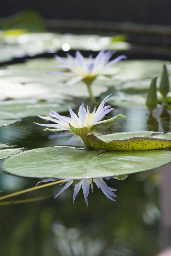 Nymphaea Caerulea - Blue Lotus of Egypt Stock Image - Image of plants ...