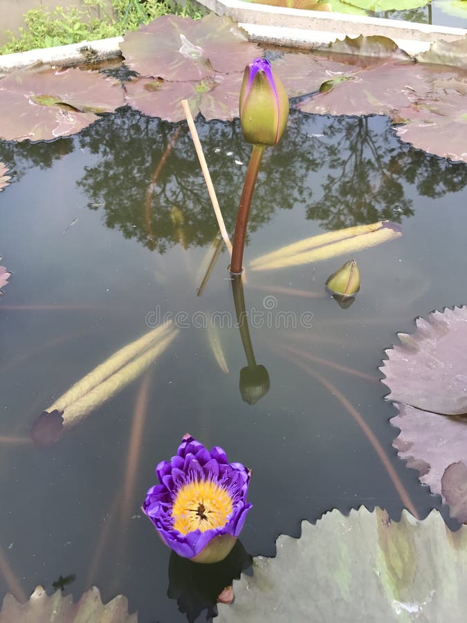 Nymphaea Caerulea or Blue Water Lily. Stock Image - Image of bright ...