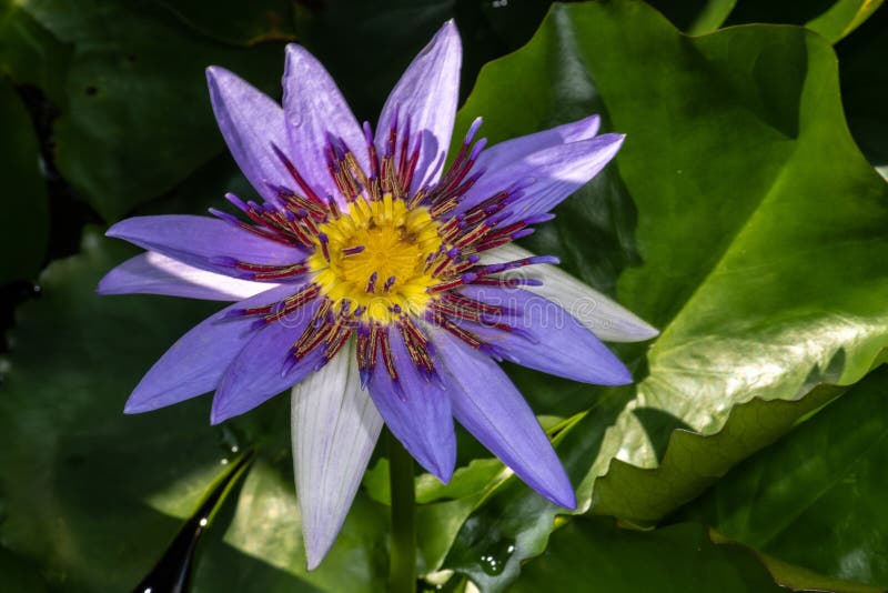 Nymphaea Flower stock photo. Image of plant, tropical - 185935502