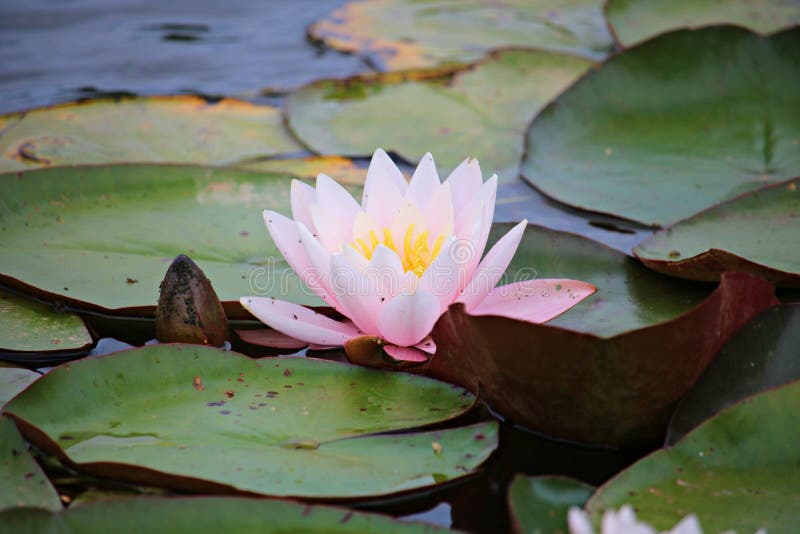 Nymphaea and Floating Leaves on the Smooth Surface of a Small Lake ...