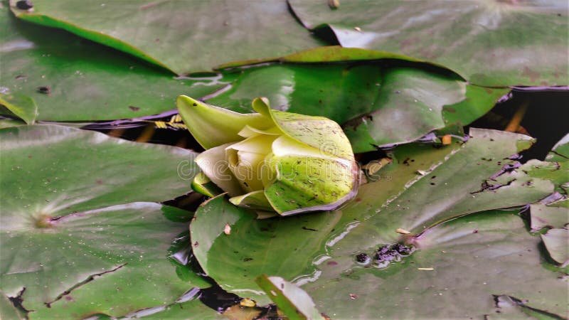 The Nymphaea Flower Blooming Under Its Leaves Stock Photo - Image of ...