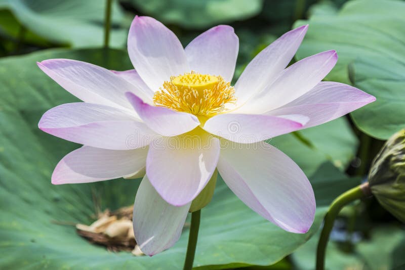 Nymphaea Flower stock photo. Image of lilly, closeup - 95036460