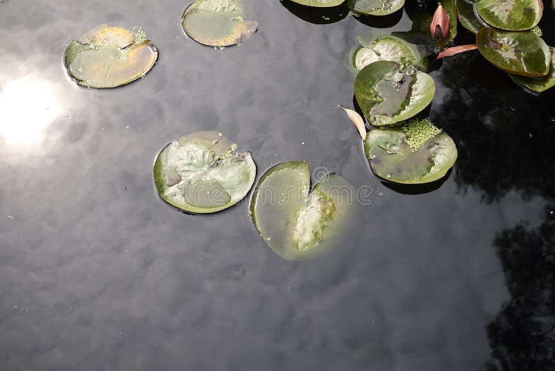 Nymphaea leaves in a pond stock image. Image of summer - 109622479