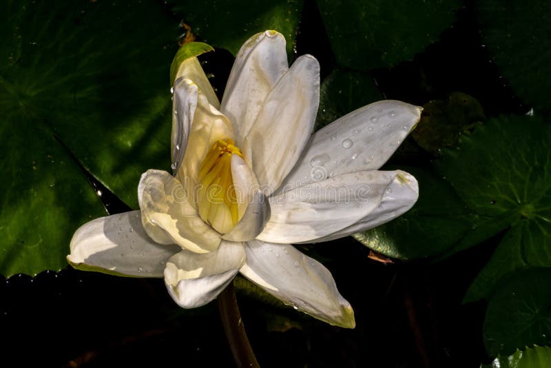 Nymphaea Flower stock image. Image of delicate, float - 185935503