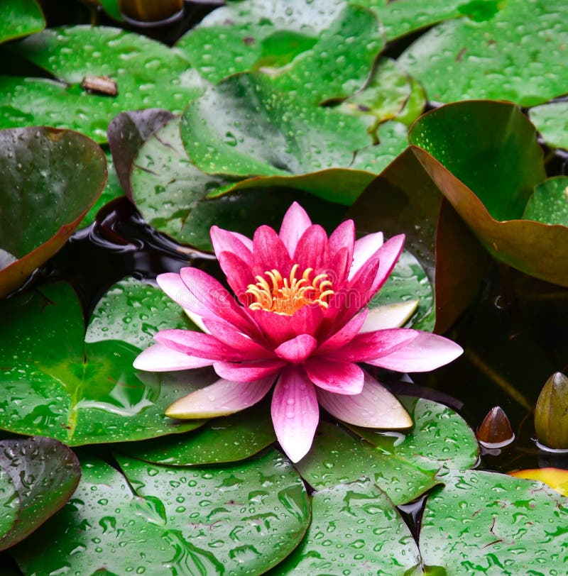 Nymphaea lotus flower, stock photo. Image of flower, garden - 43801082