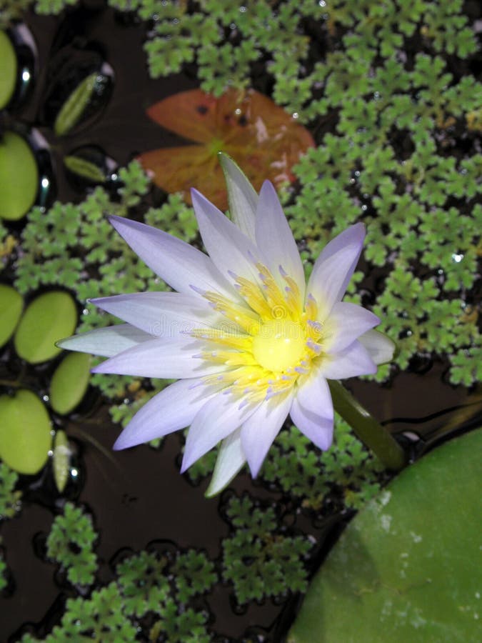 Nymphaea `Mrs. C. W stock image. Image of croatiaeurope - 152679429