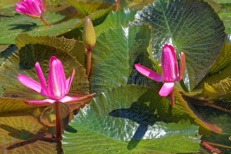 Nymphaea rubra stock image. Image of green, nymphaea - 124969123
