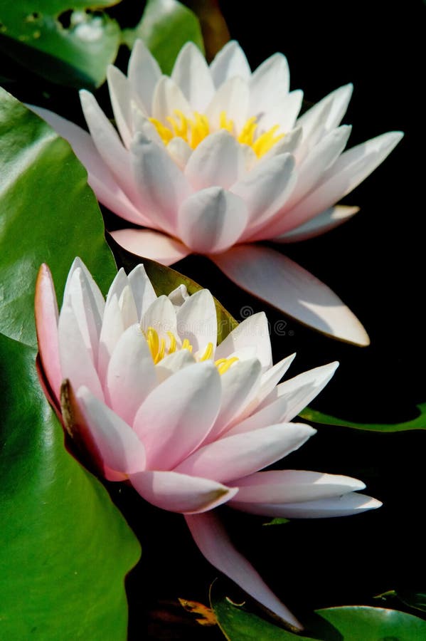 Nymphaea - Somptuosa Hardy Water Lily Stock Image - Image of ...
