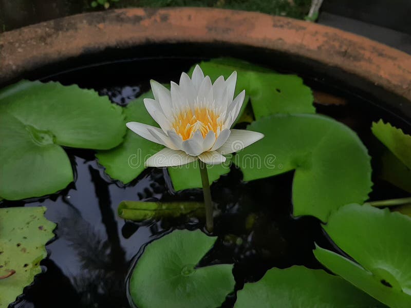 Nymphaea Tetragona & X28;little White Lotus& X29; in a Big Urn Stock ...