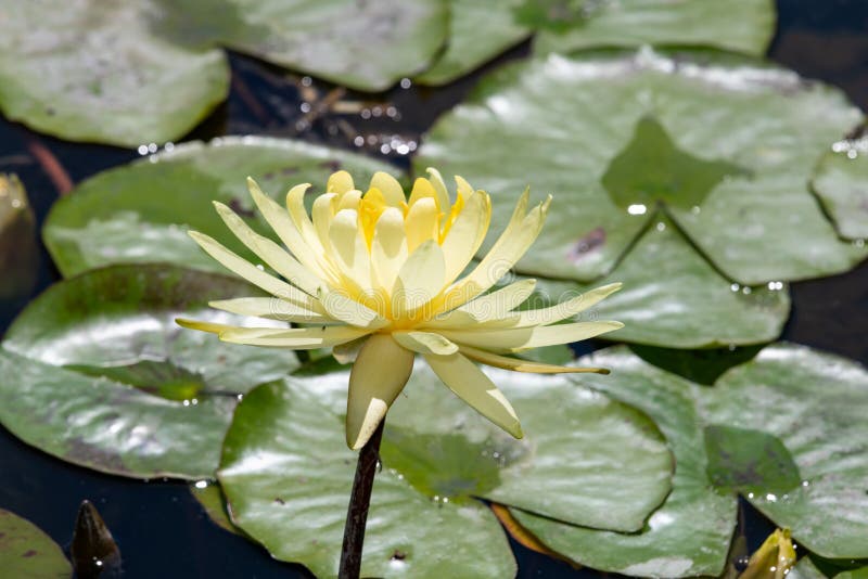 Nymphaea thalia water lily stock photo. Image of nature - 244199400