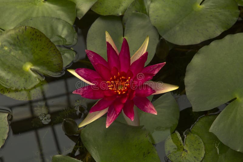 Nymphaea Wanvisa , Water Lily. Stock Photo - Image of leaf, moorish ...