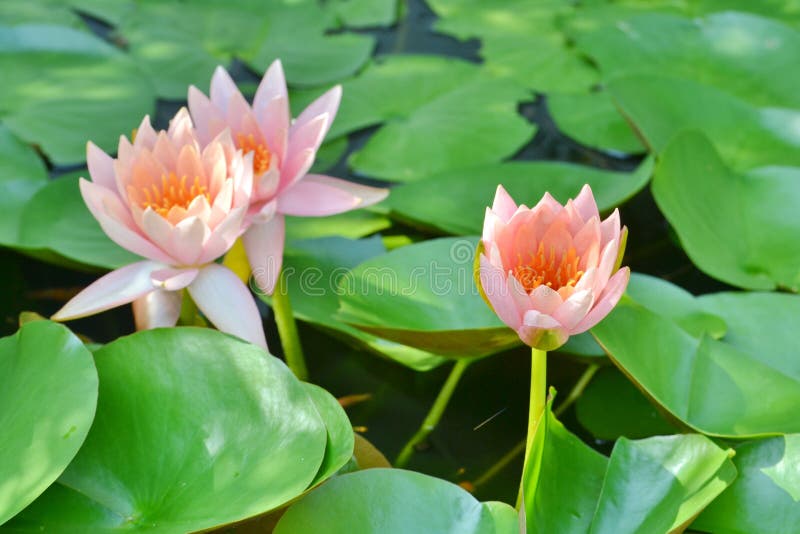 Nymphaeaceae imagen de archivo. Imagen de familia, florecimiento - 78971051